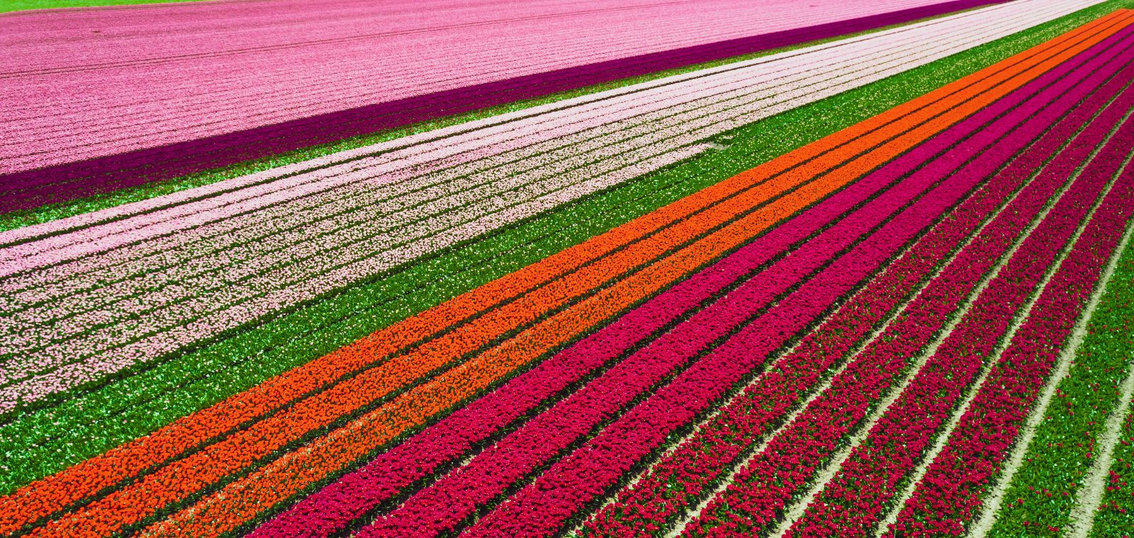 Fixed-Income Outlook: Expanding the Field | AB